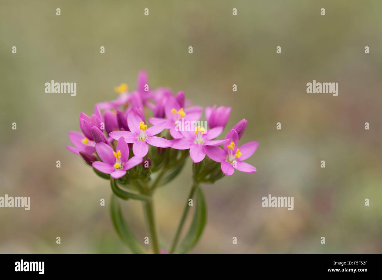 Centaury High Resolution Stock Photography and Images - Alamy