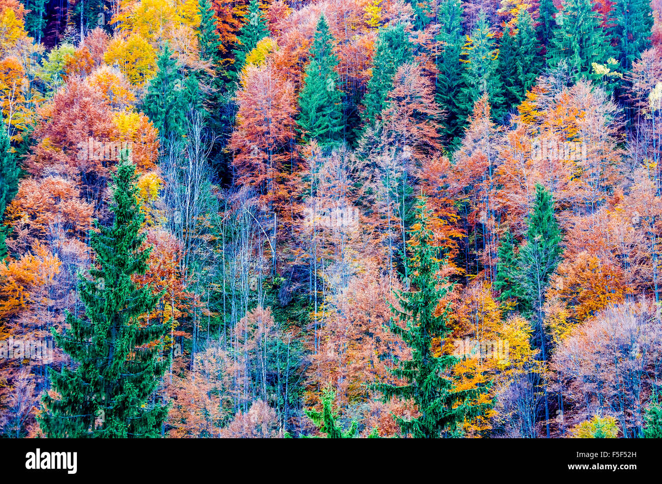 Bright colorful autumn trees in the forest Stock Photo - Alamy