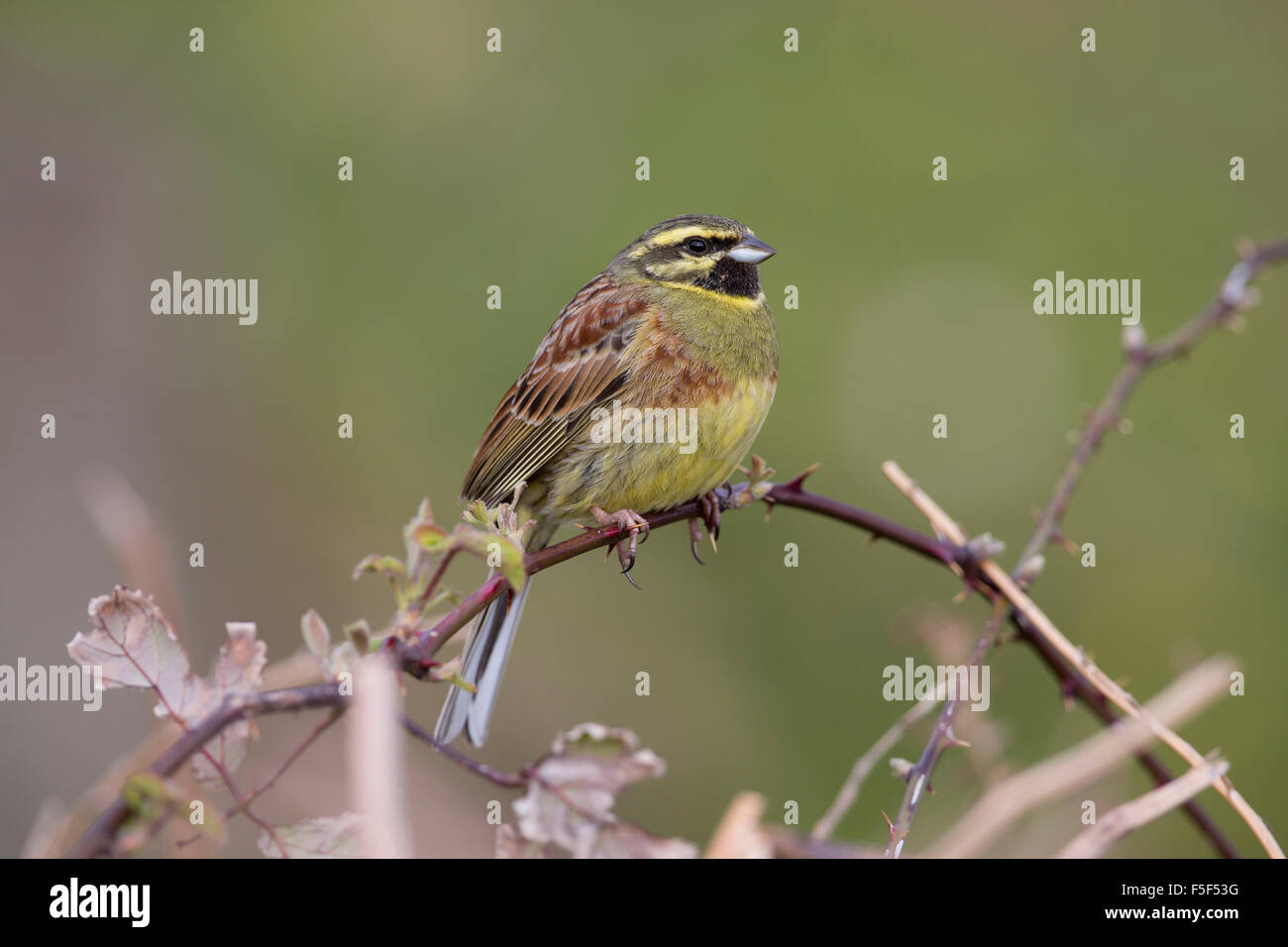 Bramble bird hi-res stock photography and images - Alamy