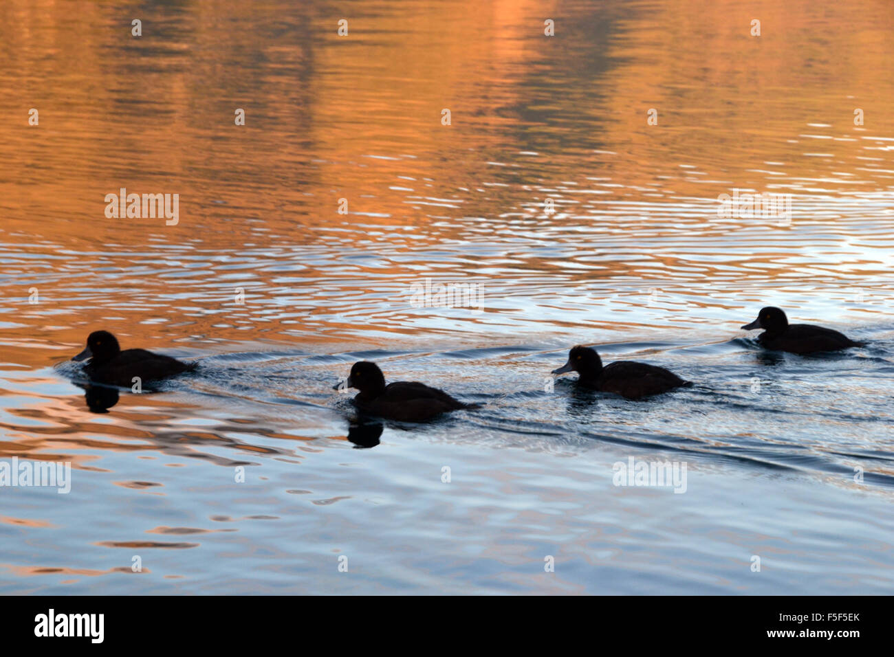 Lake Wanaka diving ducks, Aythya novaeseelandiae, endemic species of ...