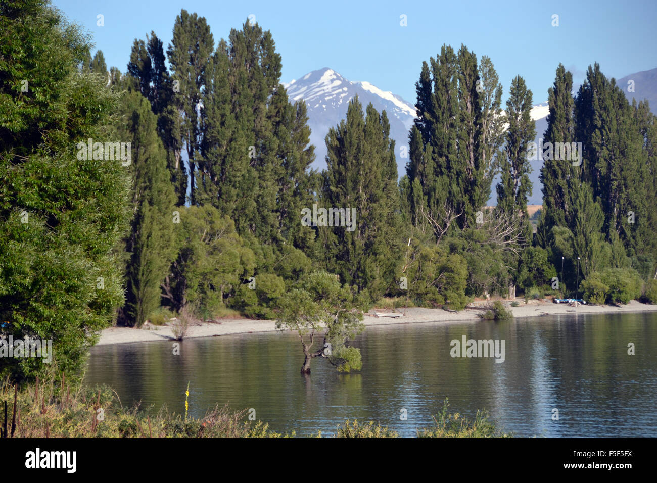 Lake Wanaka shore and "That Wanaka Tree", a willow tree that is the ...