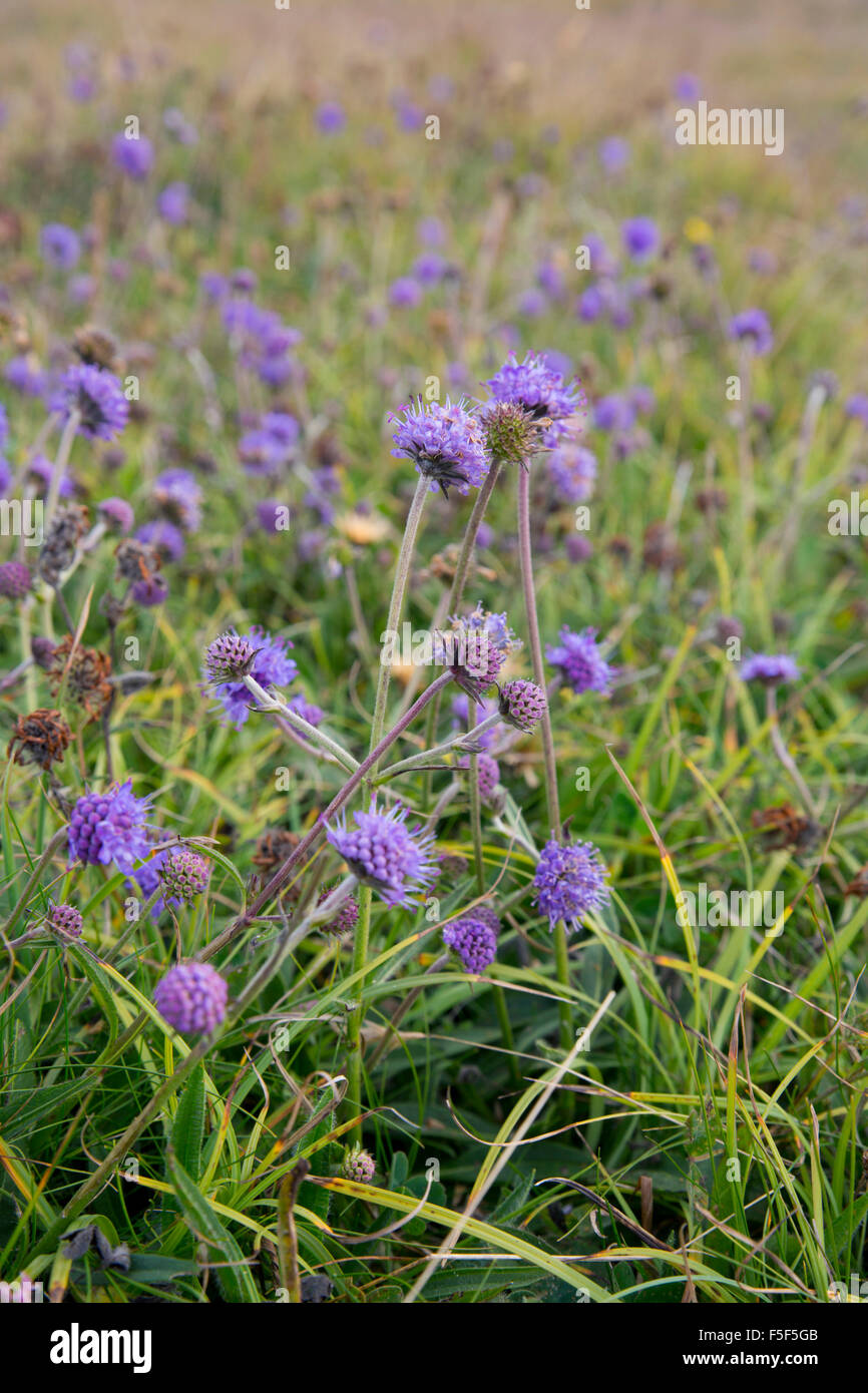Devil's Bit Scabious; Succisa pratensis Flower; Cornwall; UK Stock ...
