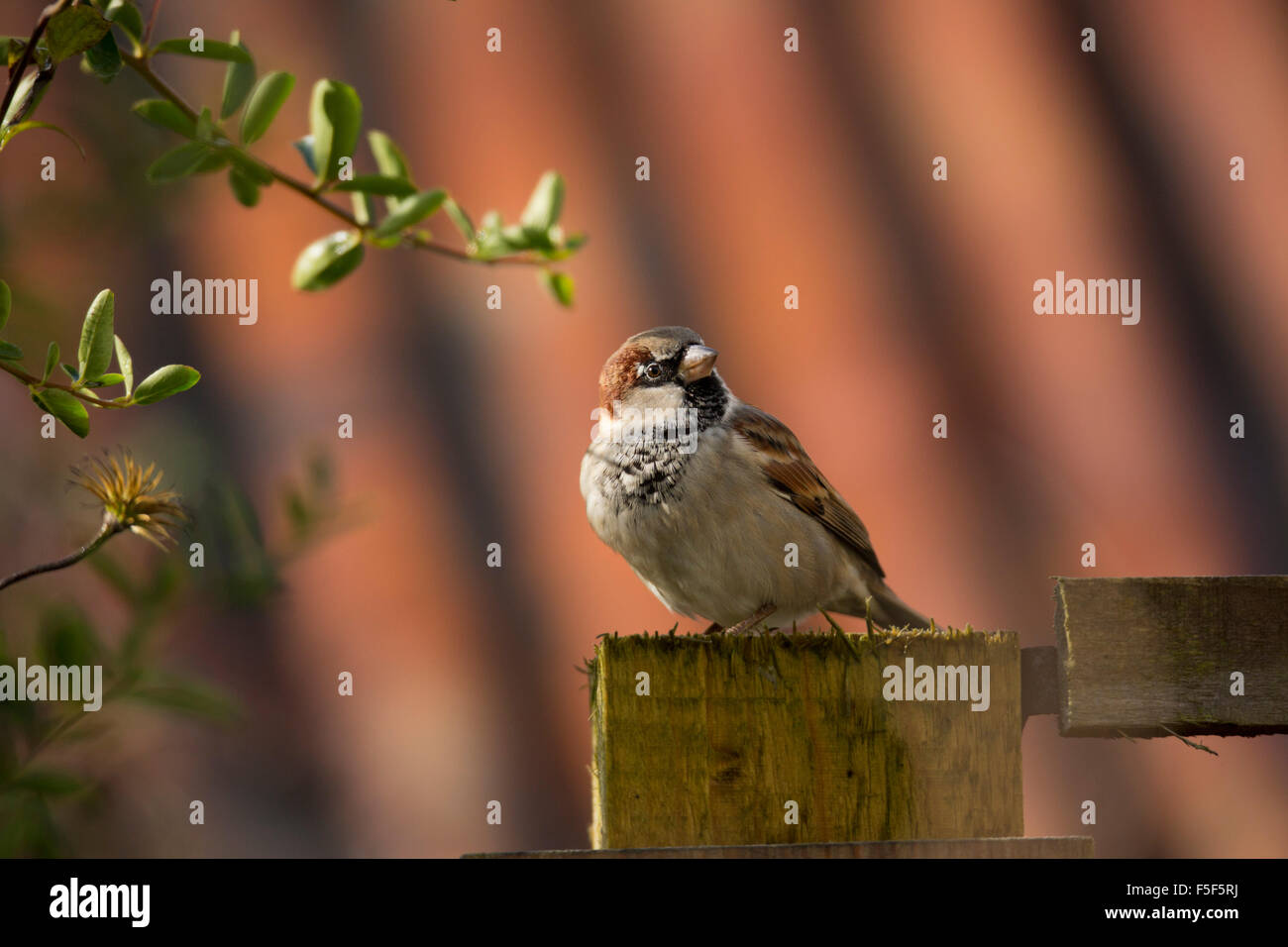 Male house sparrow uk hi-res stock photography and images - Alamy