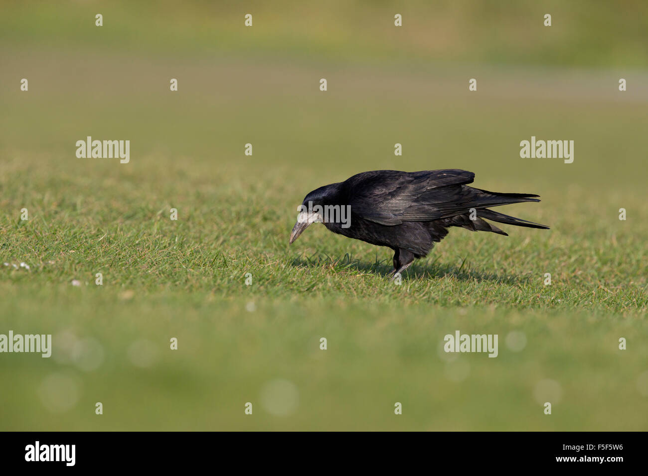Rook feeding uk hi-res stock photography and images - Alamy