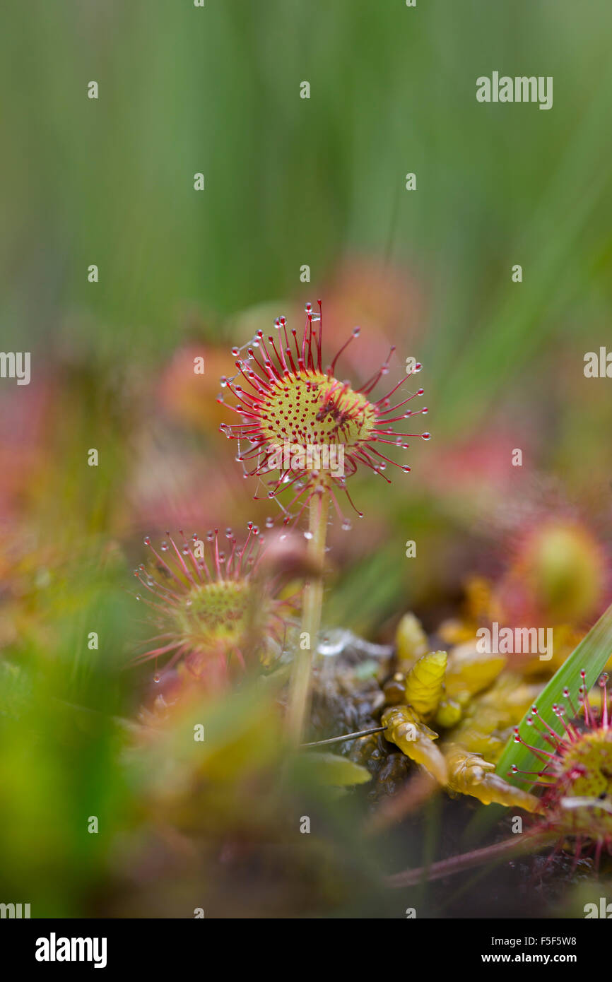 Sundew leaf hi-res stock photography and images - Alamy