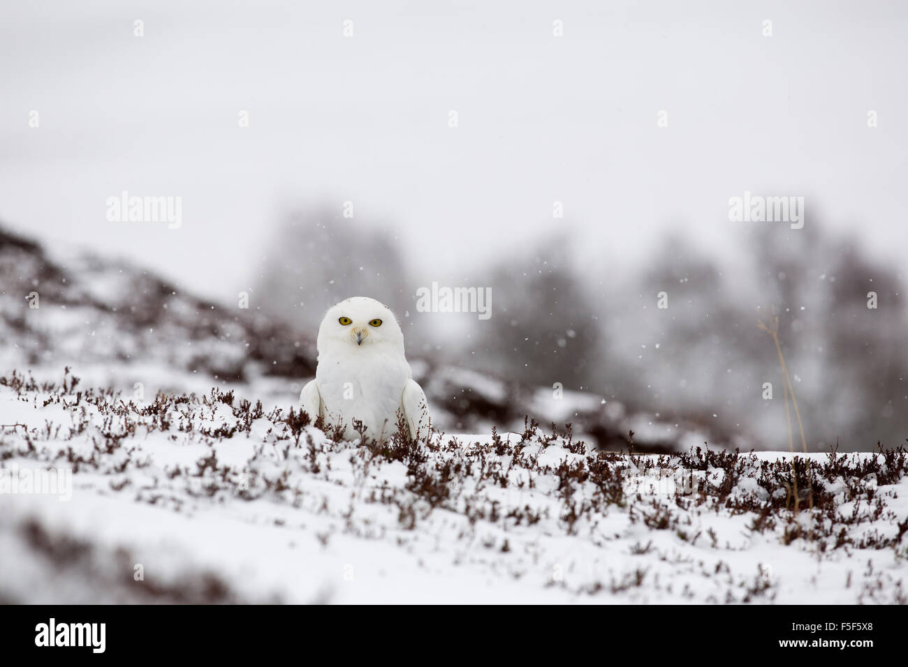 Snow, snowy owl hi-res stock photography and images - Alamy