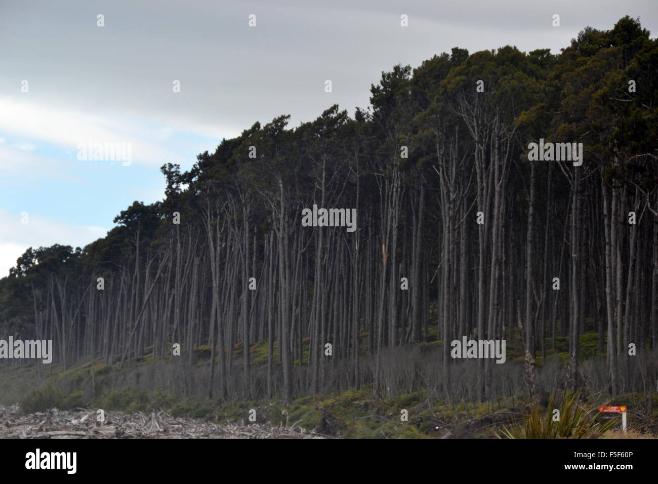 Typical vegetation at Haast Beach, Haast, South Island, New Zealand ...