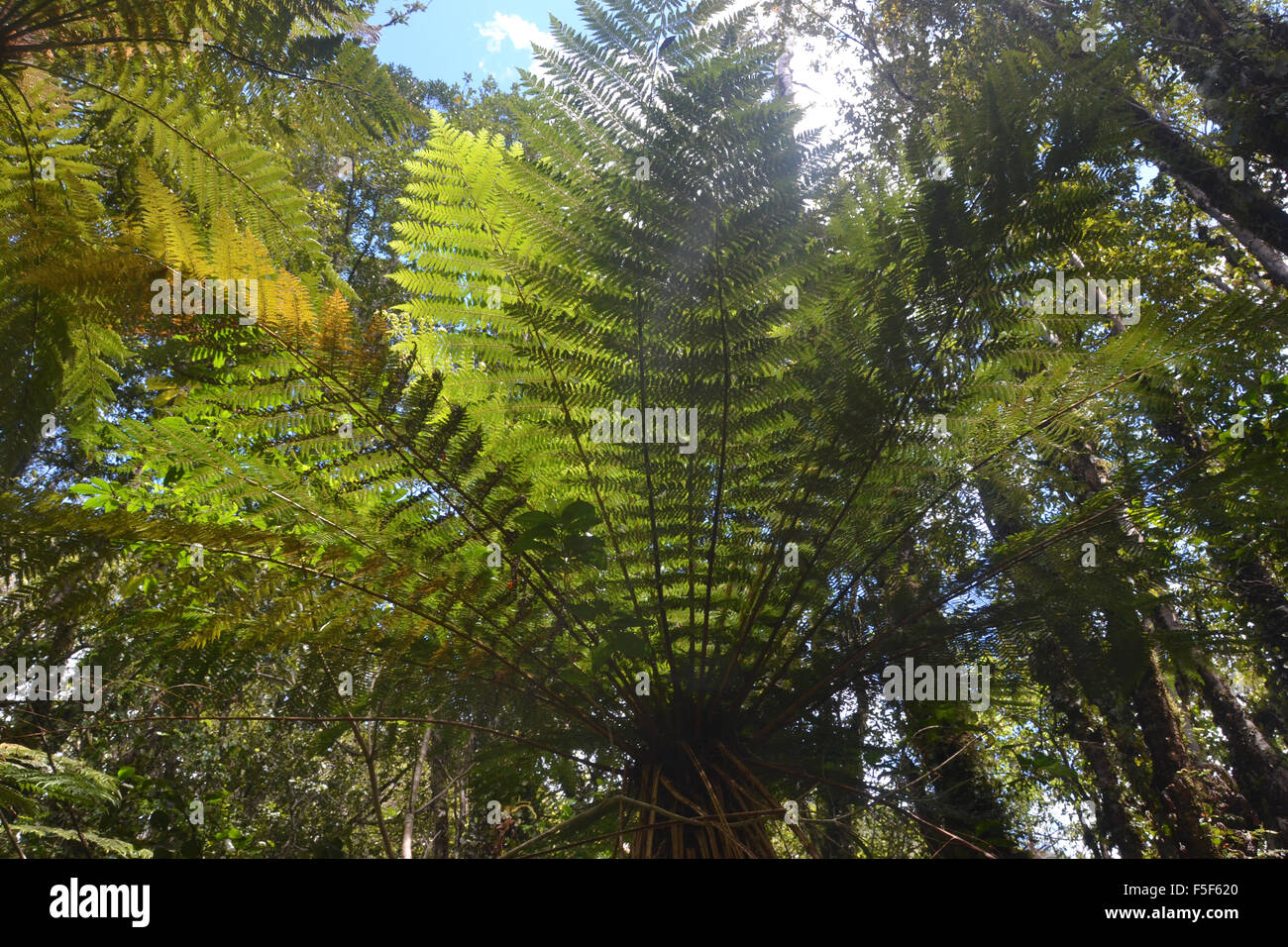 New zealand tree leaves hi-res stock photography and images - Alamy