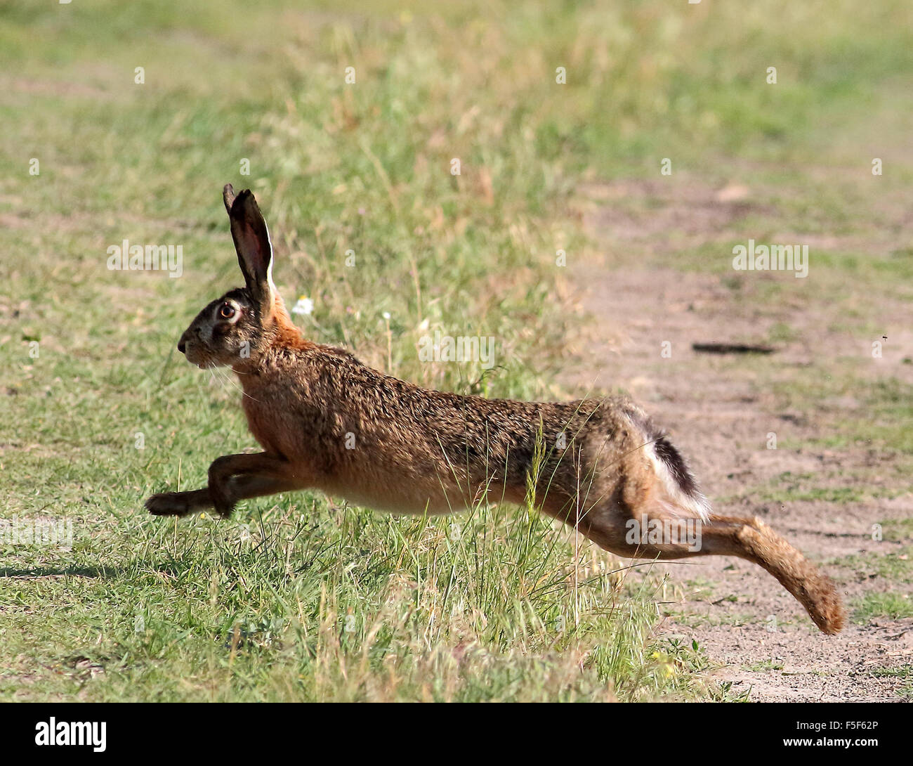 Flying hare hi-res stock photography and images - Alamy