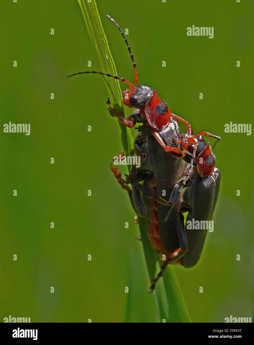 Cantharis rustica mating Stock Photo - Alamy