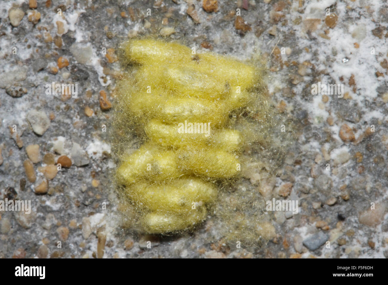 Golden coloured parasitic cocoons sp. Apanteles glomeratus / Cotesia ...