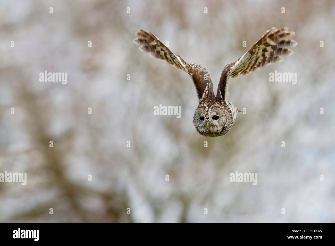 Tawny Owl Flying Prey Stock Photos & Tawny Owl Flying Prey Stock Images ...