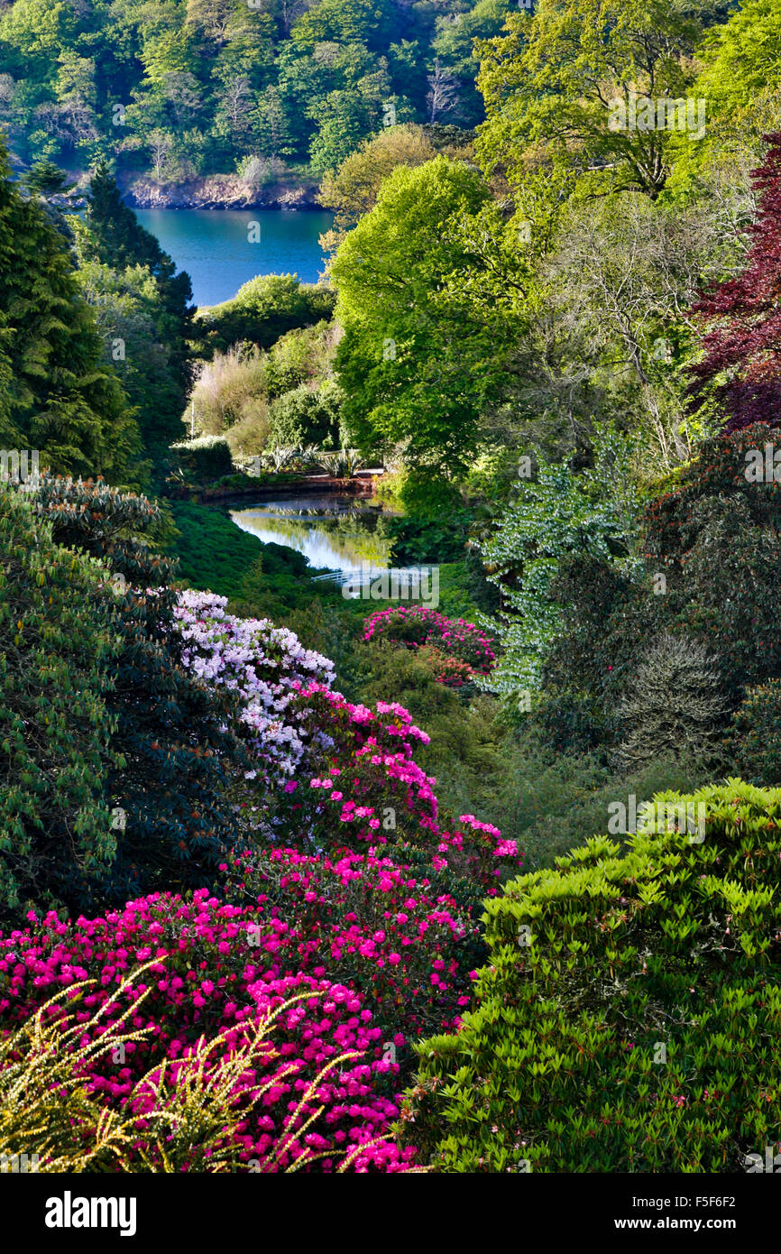 Trebah Garden; Spring; Cornwall; UK Stock Photo - Alamy