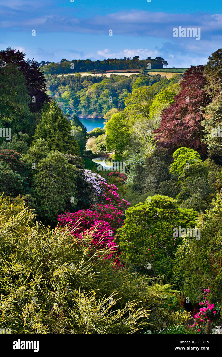 Trebah Garden; Spring; Cornwall; UK Stock Photo - Alamy