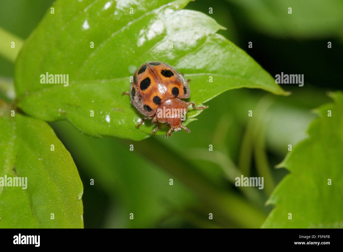 Melon ladybird beetle hi-res stock photography and images - Alamy