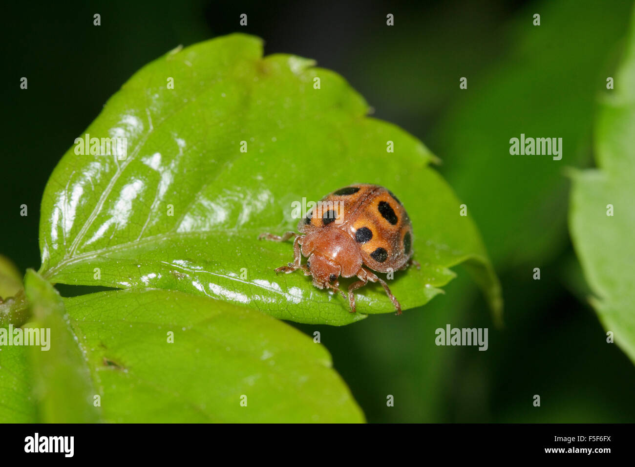 Front view macro of a melon ladybird beetle sp. Henosepilachna elaterii ...