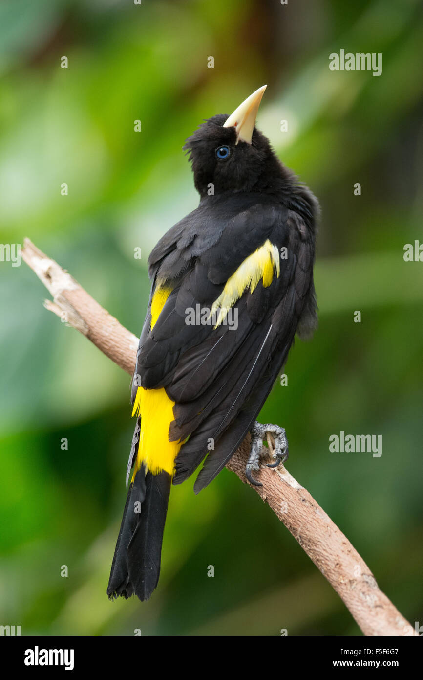 Yellow-rumped cacique (cacicus cela) perched on branch Stock Photo - Alamy
