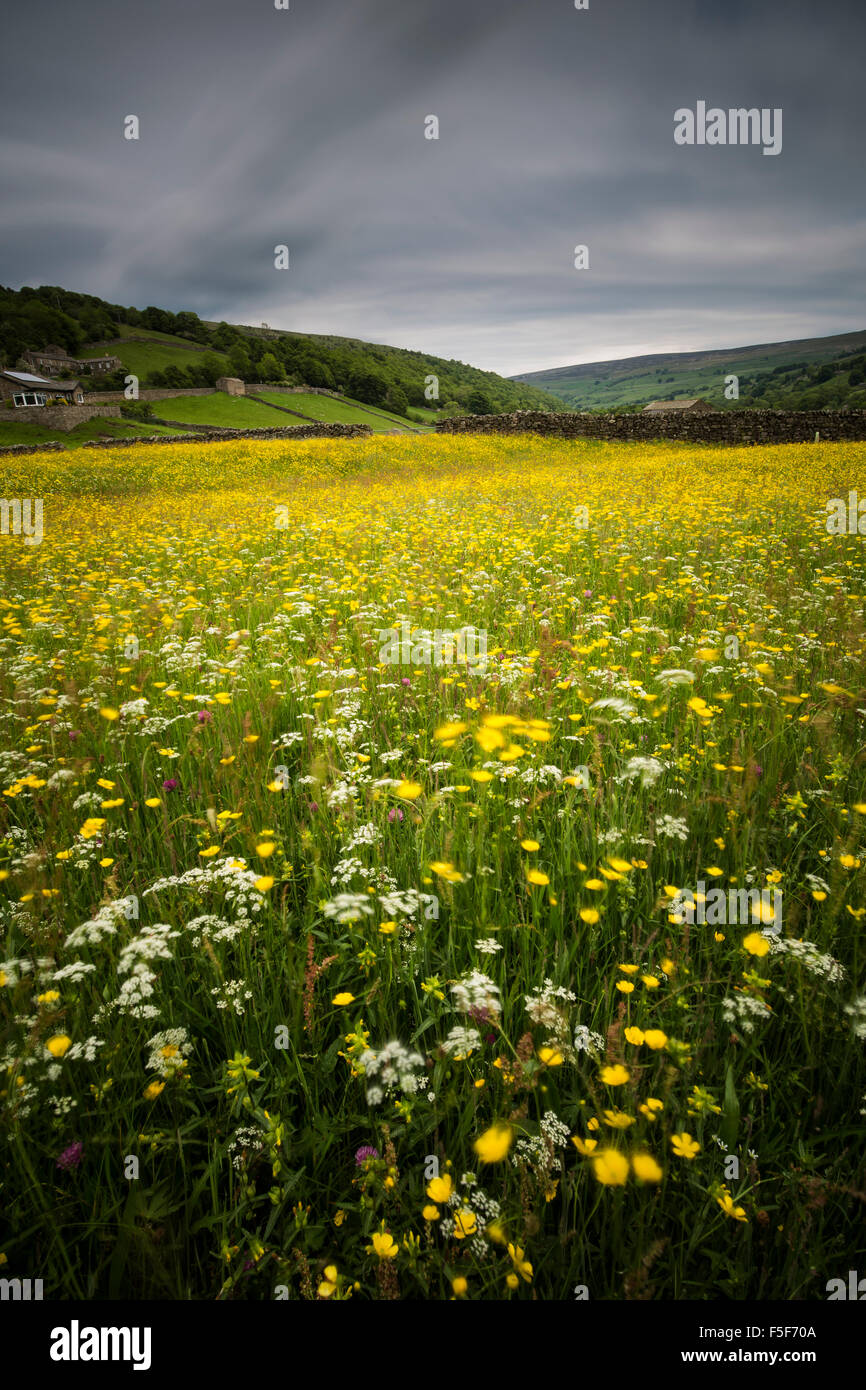 Slow Shutter Speed of Buttercup Meadow at Gunnerside, Swaledale ...