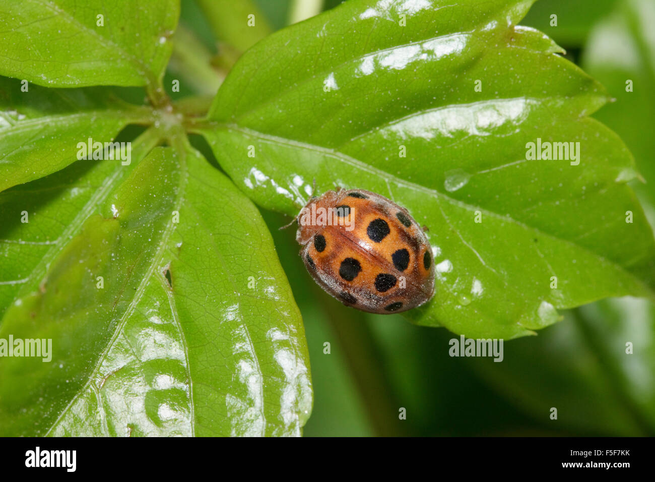Top view macro of a melon ladybird beetle sp. Henosepilachna elaterii ...