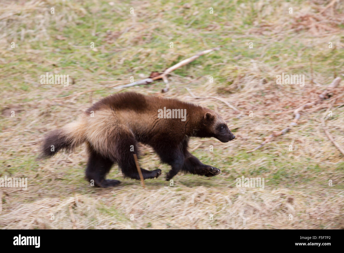 Wolverine; Gulo gulo Single Walking Captive; UK Stock Photo - Alamy