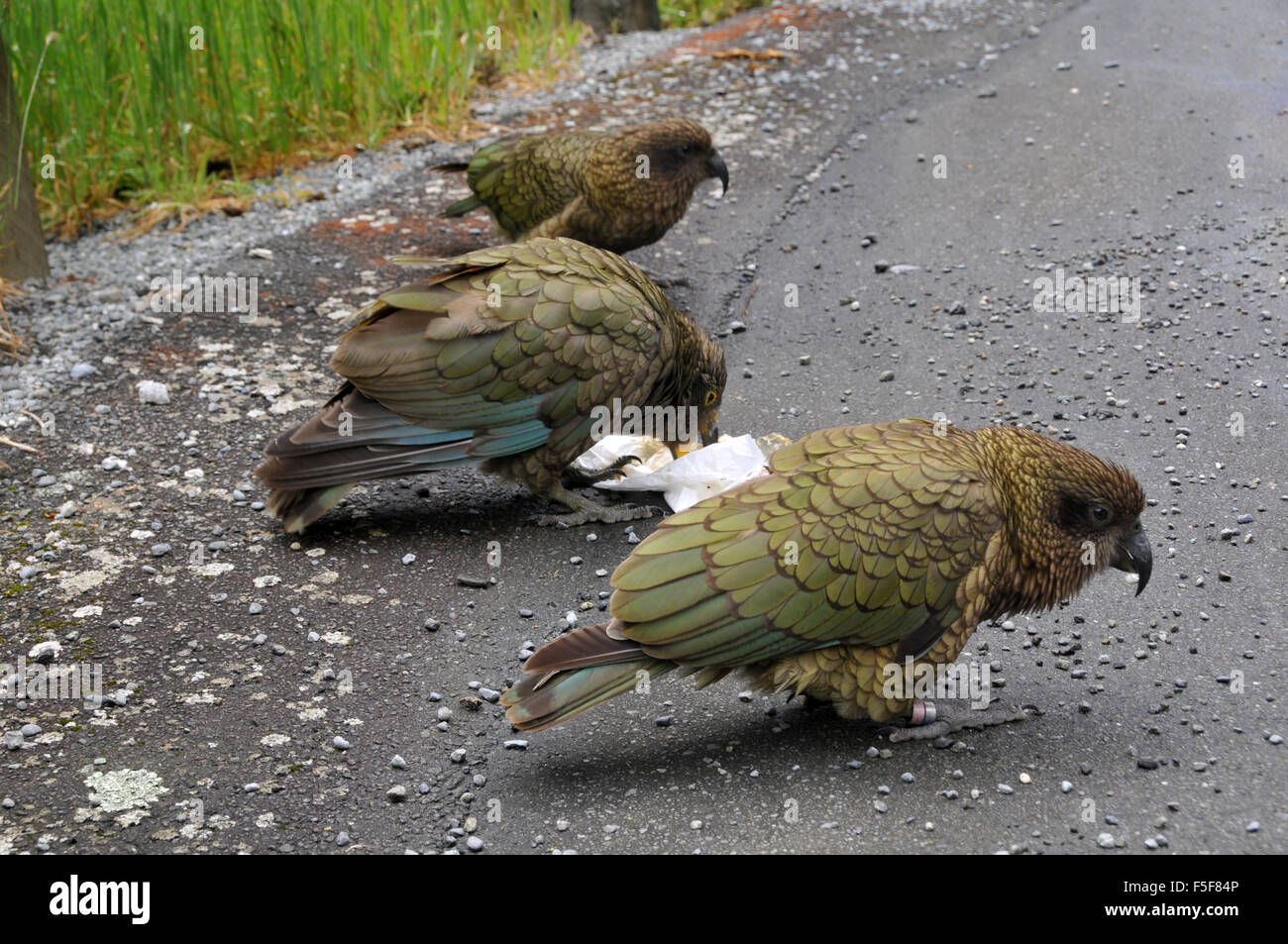 Endemic birds new zealand hi-res stock photography and images - Alamy