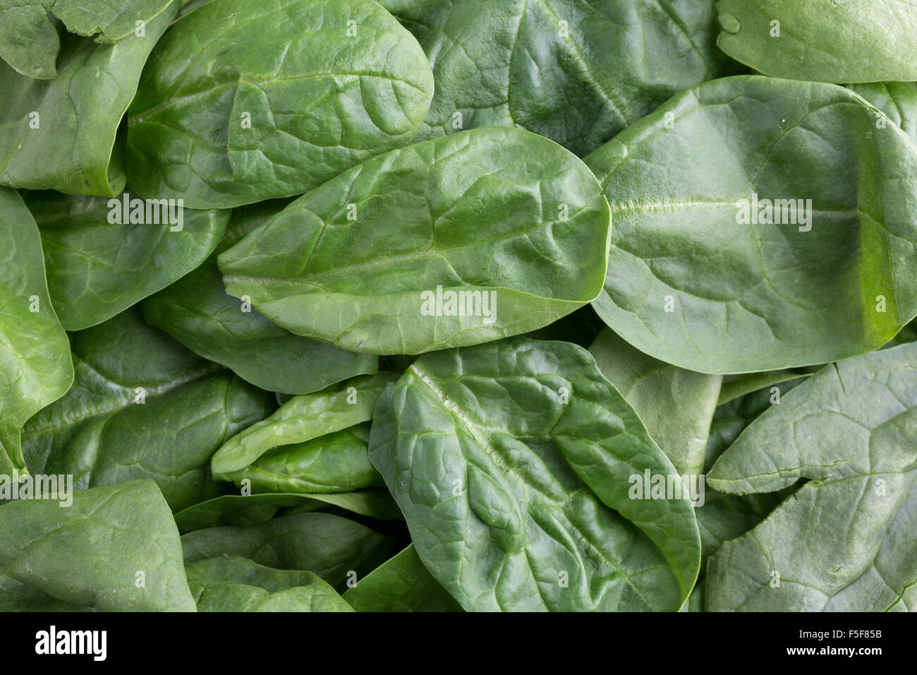 Baby spinach leaves closeup hi-res stock photography and images - Alamy