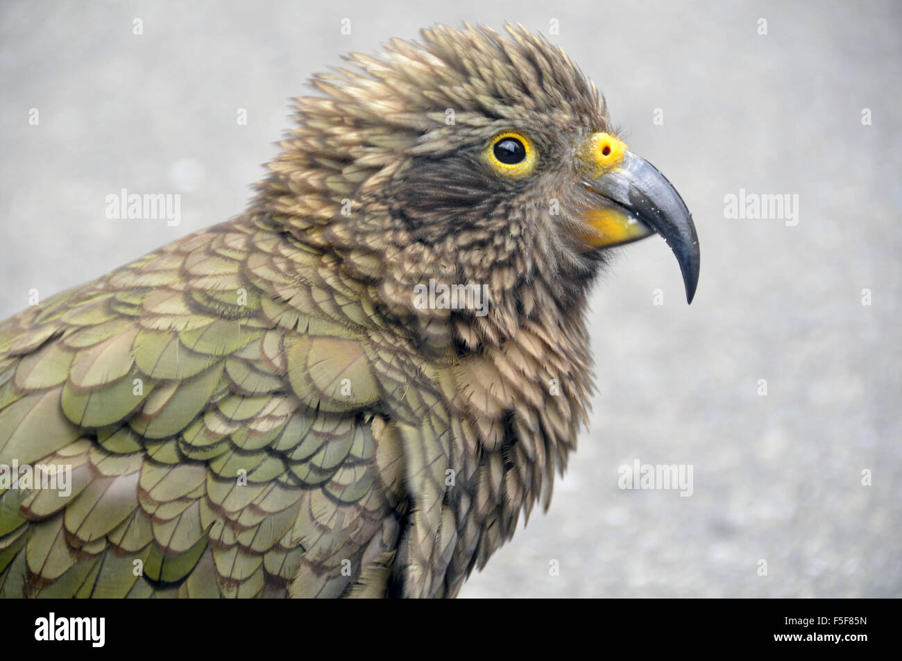 Kea bird hi-res stock photography and images - Alamy