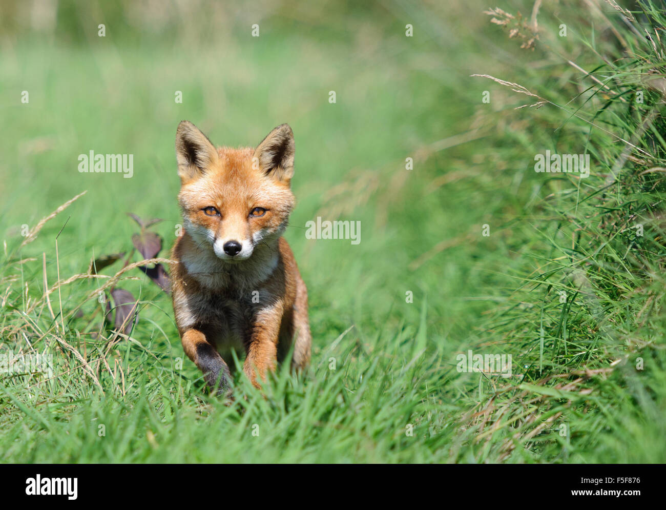 Female red fox (vulpes vulpes) moving towards camera, Devon, United ...