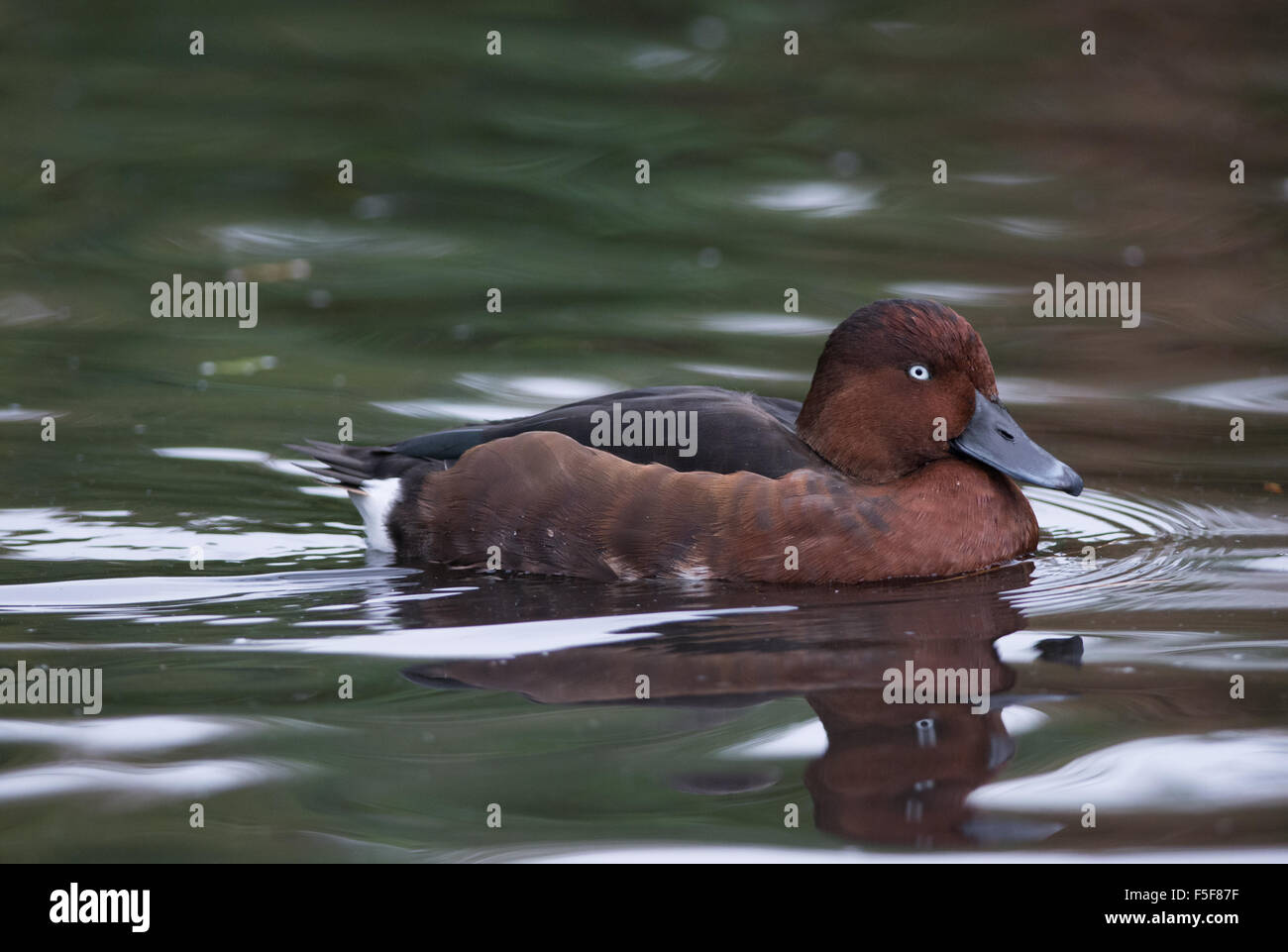 Female ferruginious pochard / duck (Aythya nyroca), United Kingdom ...
