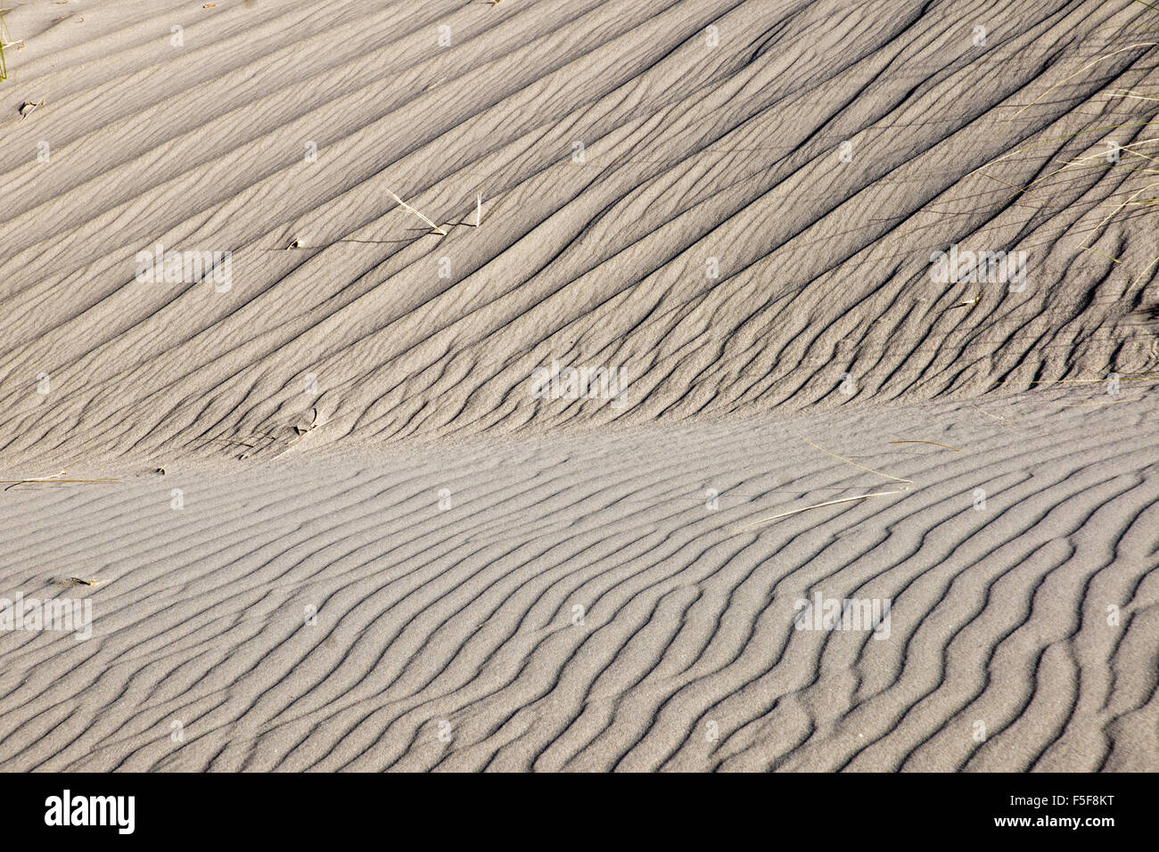 Marram grass landscape detail hi-res stock photography and images - Alamy
