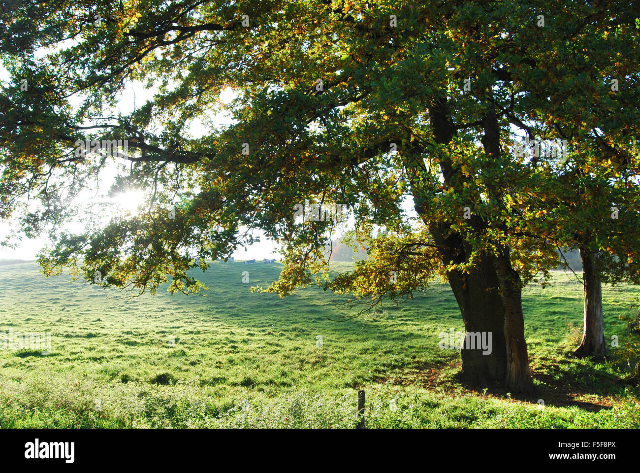 single oak tree in landscape Stock Photo - Alamy