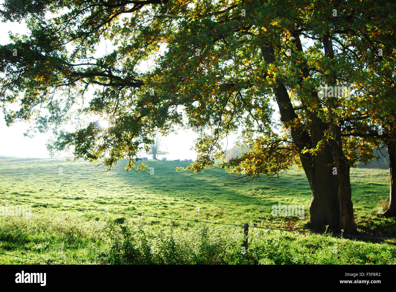 single oak tree in landscape Stock Photo - Alamy