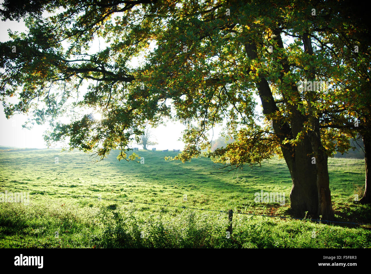 single backlit oak tree in landscape Stock Photo - Alamy