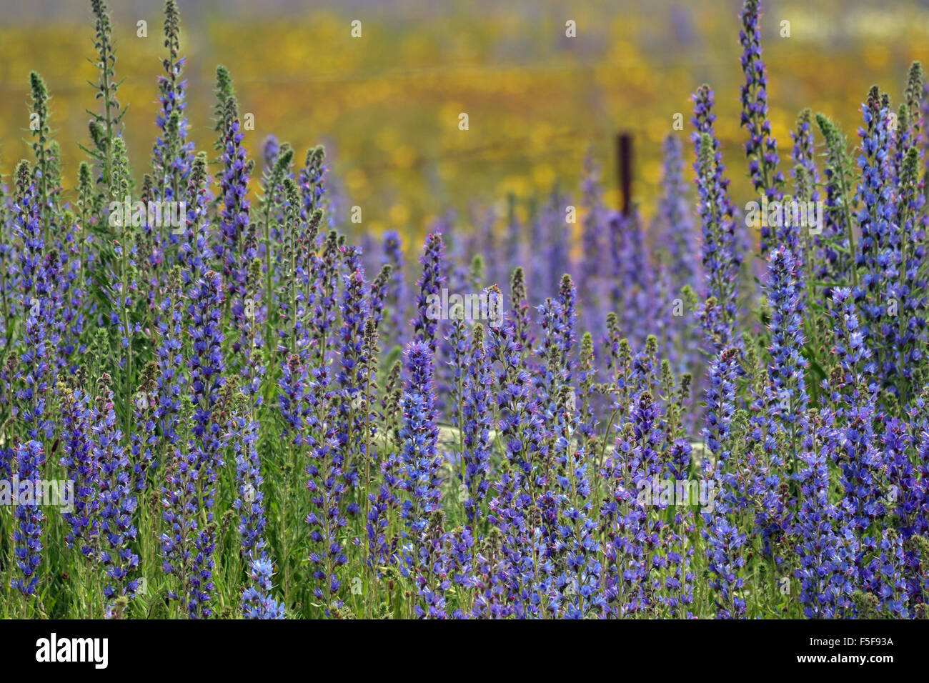 Field of lupins lupinus hi-res stock photography and images - Alamy