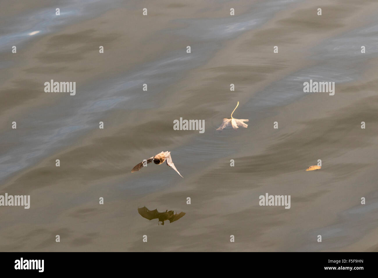 Common Pipistrelle In Flight High Resolution Stock Photography and ...