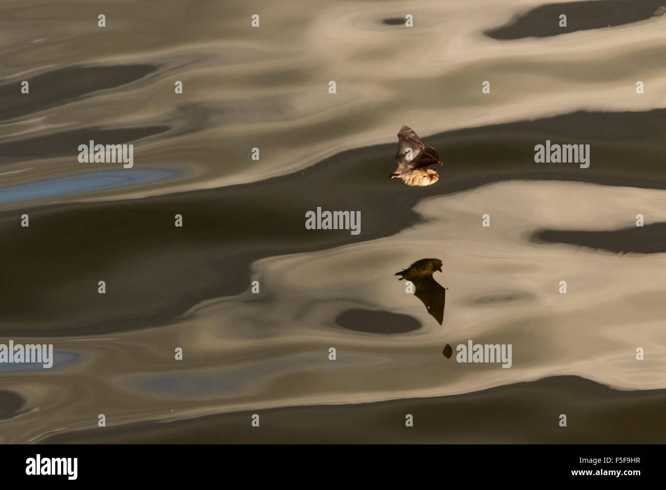 Cute Flying Bat High Resolution Stock Photography and Images - Alamy