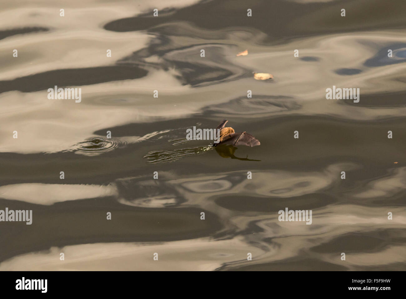 Bat Flies High Resolution Stock Photography and Images - Alamy