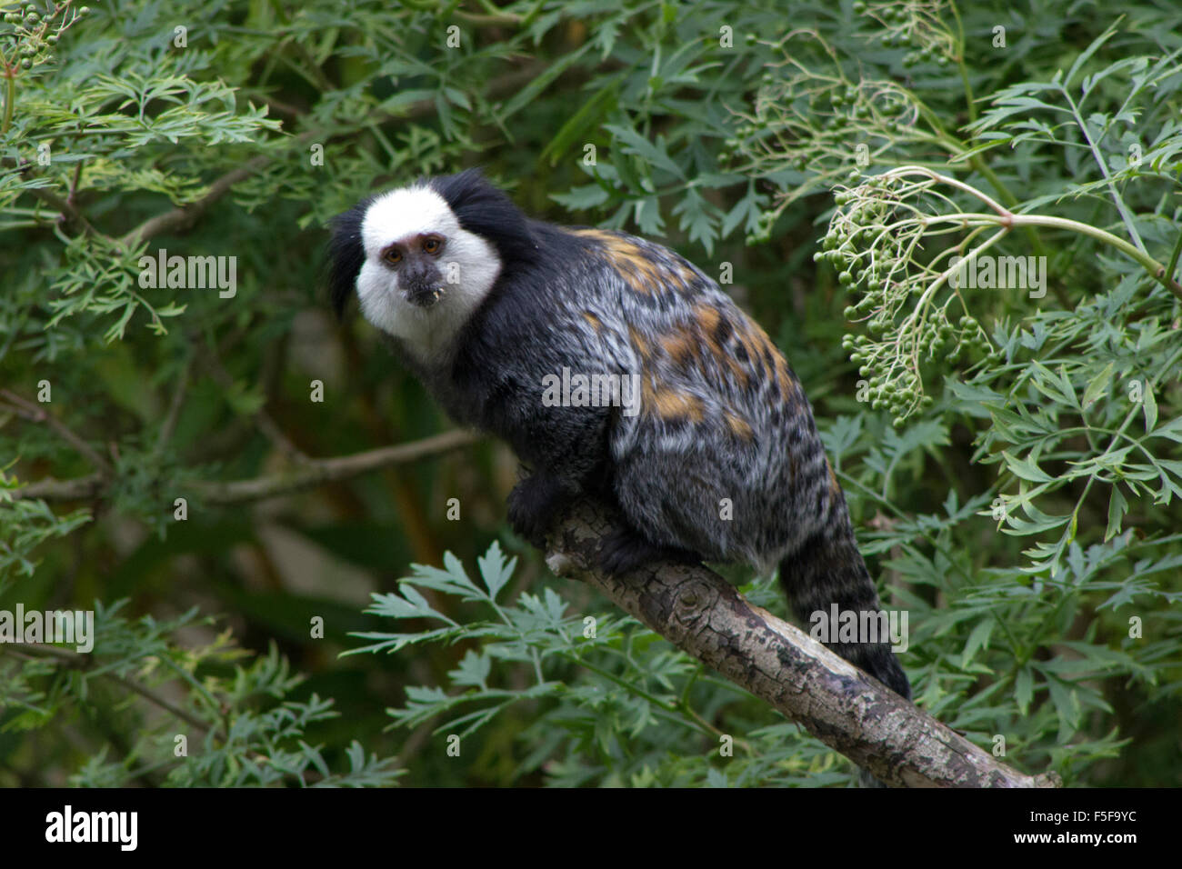 Tufted Ear Marmoset High Resolution Stock Photography and Images - Alamy