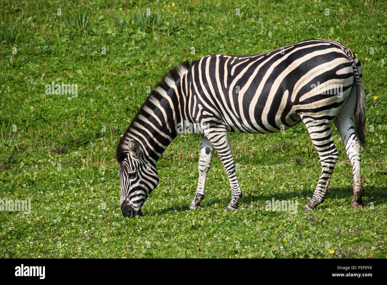 Chapmans Zebra High Resolution Stock Photography and Images - Alamy