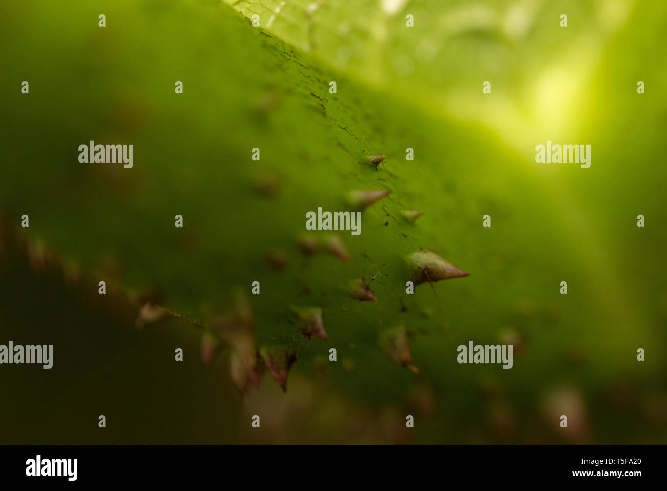 Bramble Thorns High Resolution Stock Photography and Images - Alamy