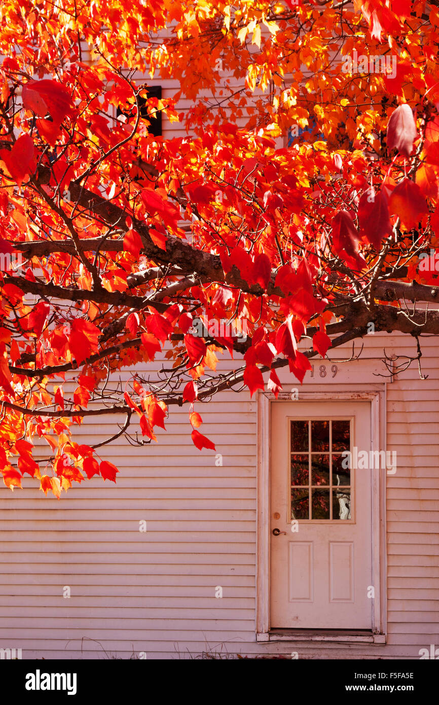 A house in autumn, with maple tree with fall foliage, Stowe, Vermont ...