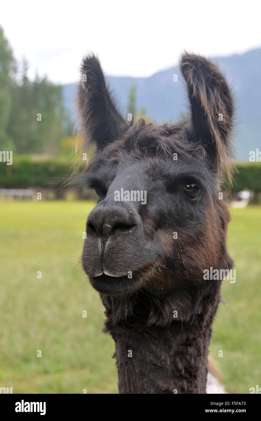Profile llama animal head hi-res stock photography and images - Alamy