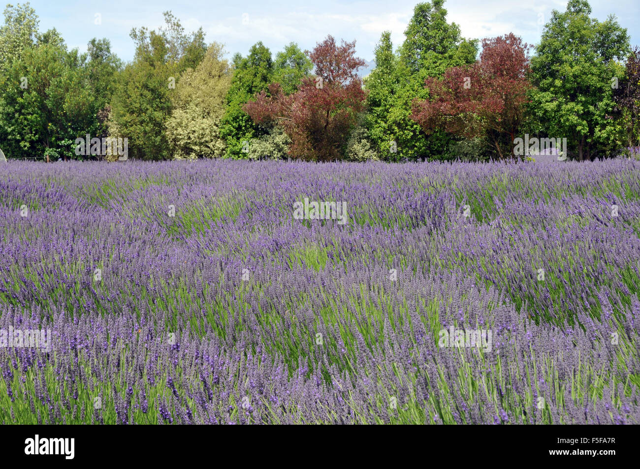 Field of lavender, Lavandula spica, Lavendyl Lavender Farm, Kaikoura ...