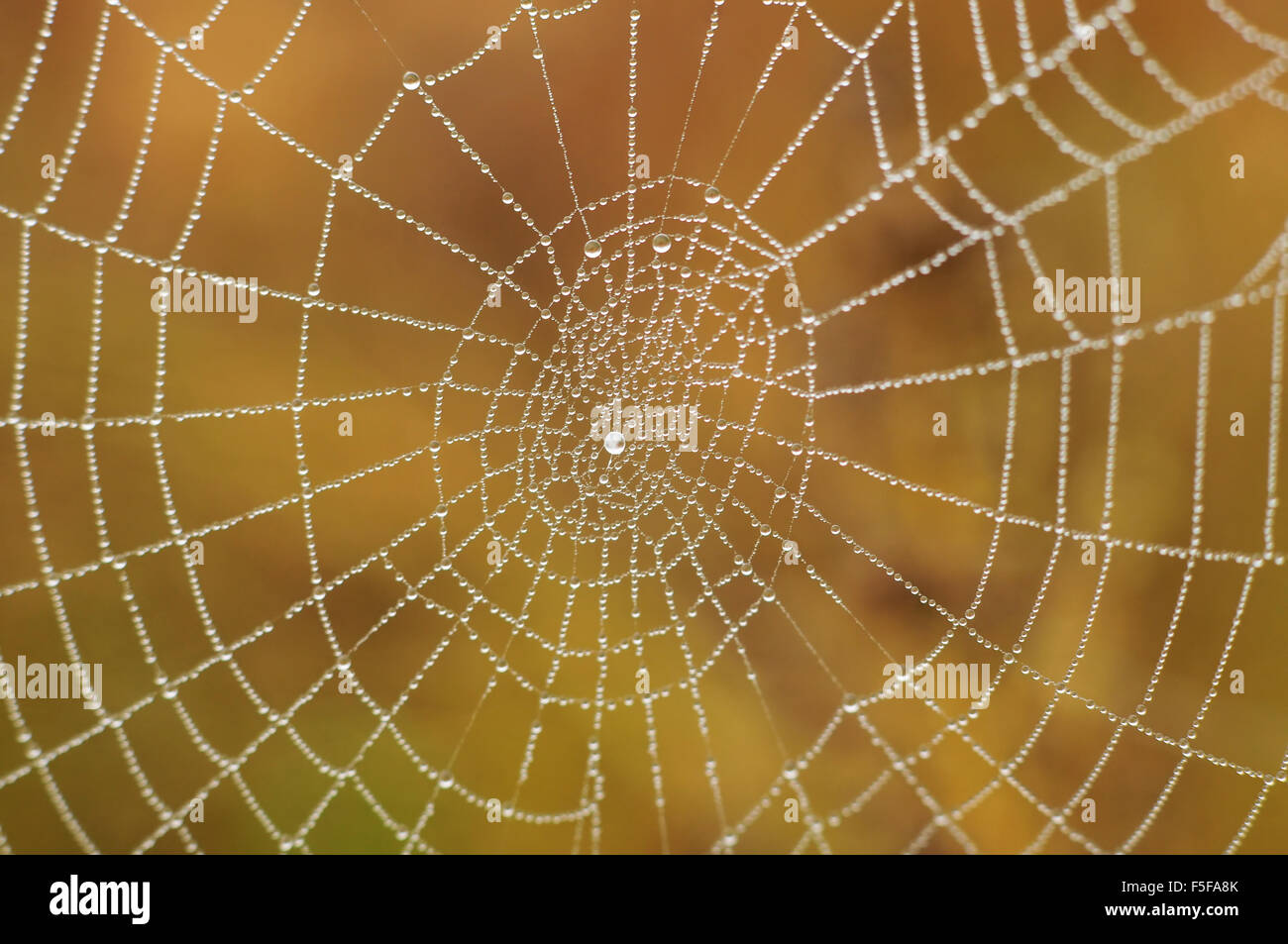 Spider web with morning dew Stock Photo - Alamy