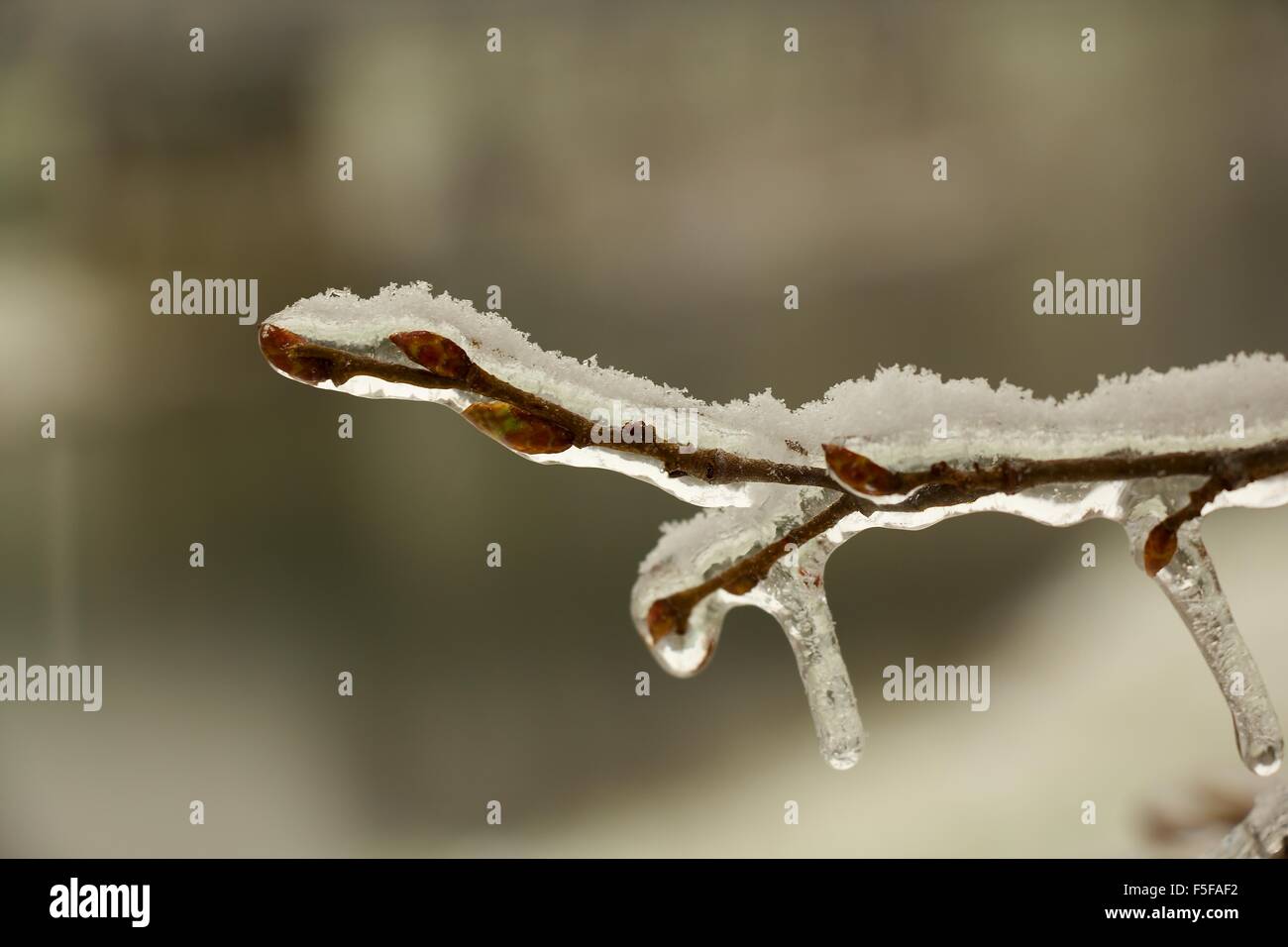 buds frozen in ice in winter nature Stock Photo - Alamy