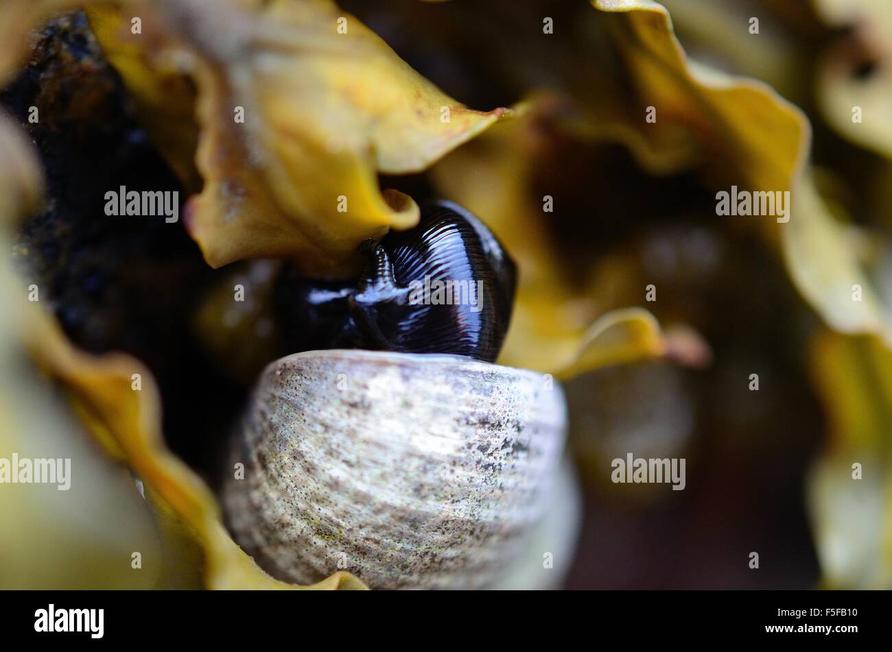 Small black snail with white house crawling on green brown seaweed ...