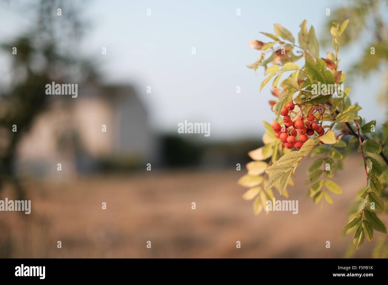 Sorbus sunshine hi-res stock photography and images - Alamy
