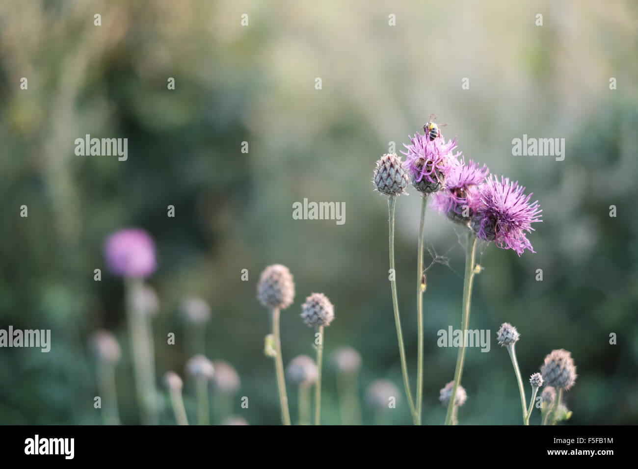 The sweet spot hi-res stock photography and images - Alamy