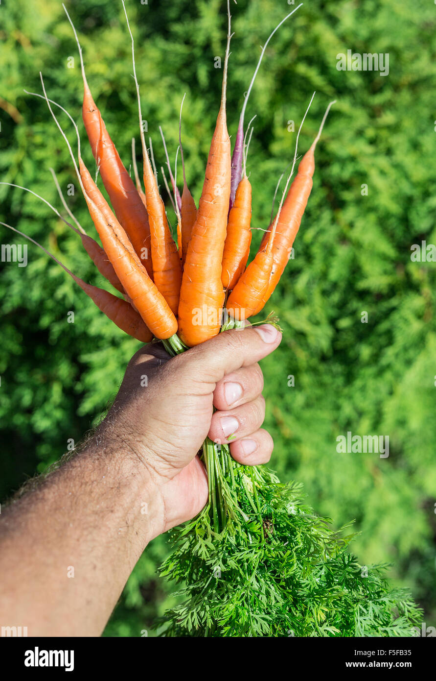 Carrots in man's hand Stock Photo - Alamy