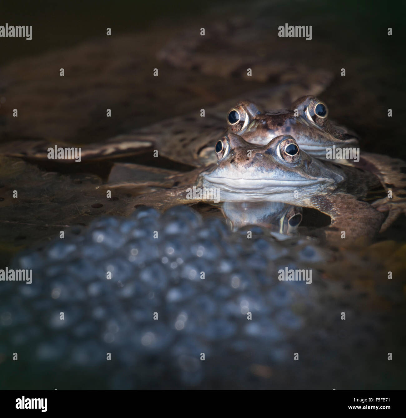 Frogspawn hi-res stock photography and images - Alamy
